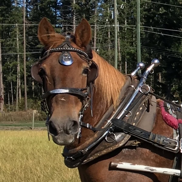 Horse Breeds- The Percheron