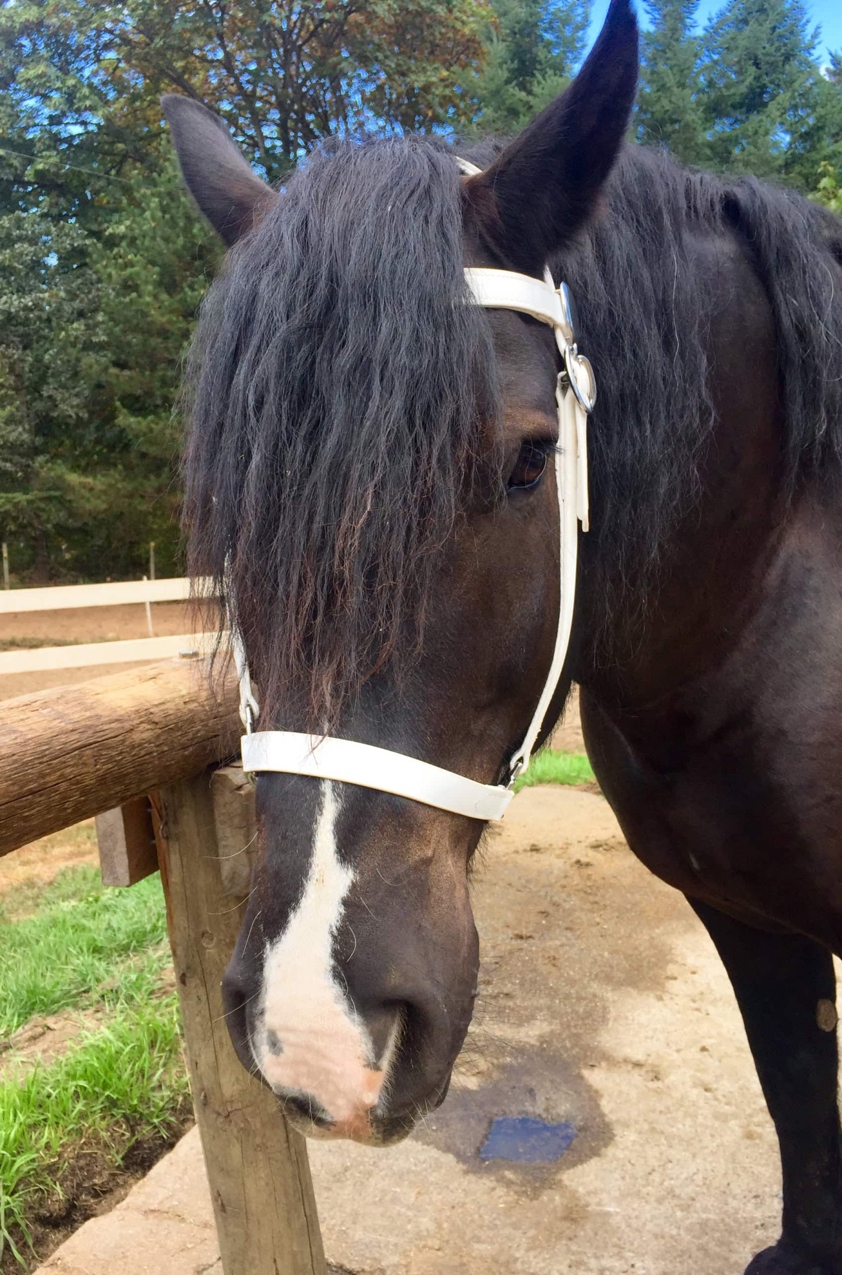 Tally-Ho Tours – We are the oldest sightseeing tour company in Victoria ...