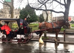 Horse Drawn Carriage Tours in Victoria BC - Tally-Ho Tours