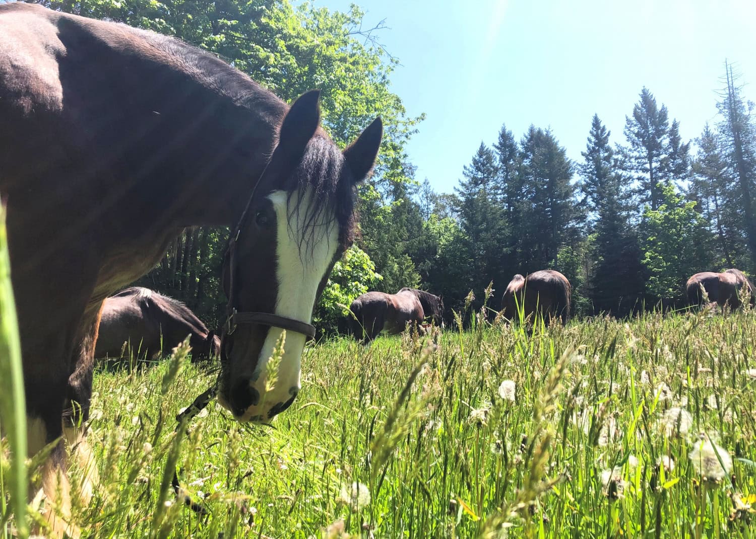 Horse Drawn Carriage Tours in Victoria BC - Tally-Ho Tours