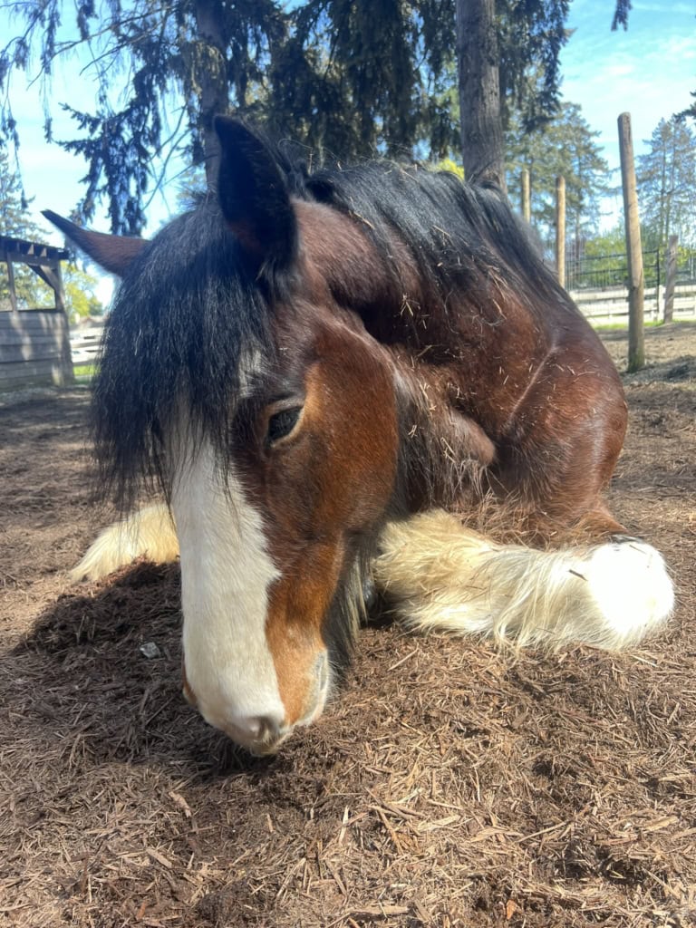 Horses - Tally-Ho Tours