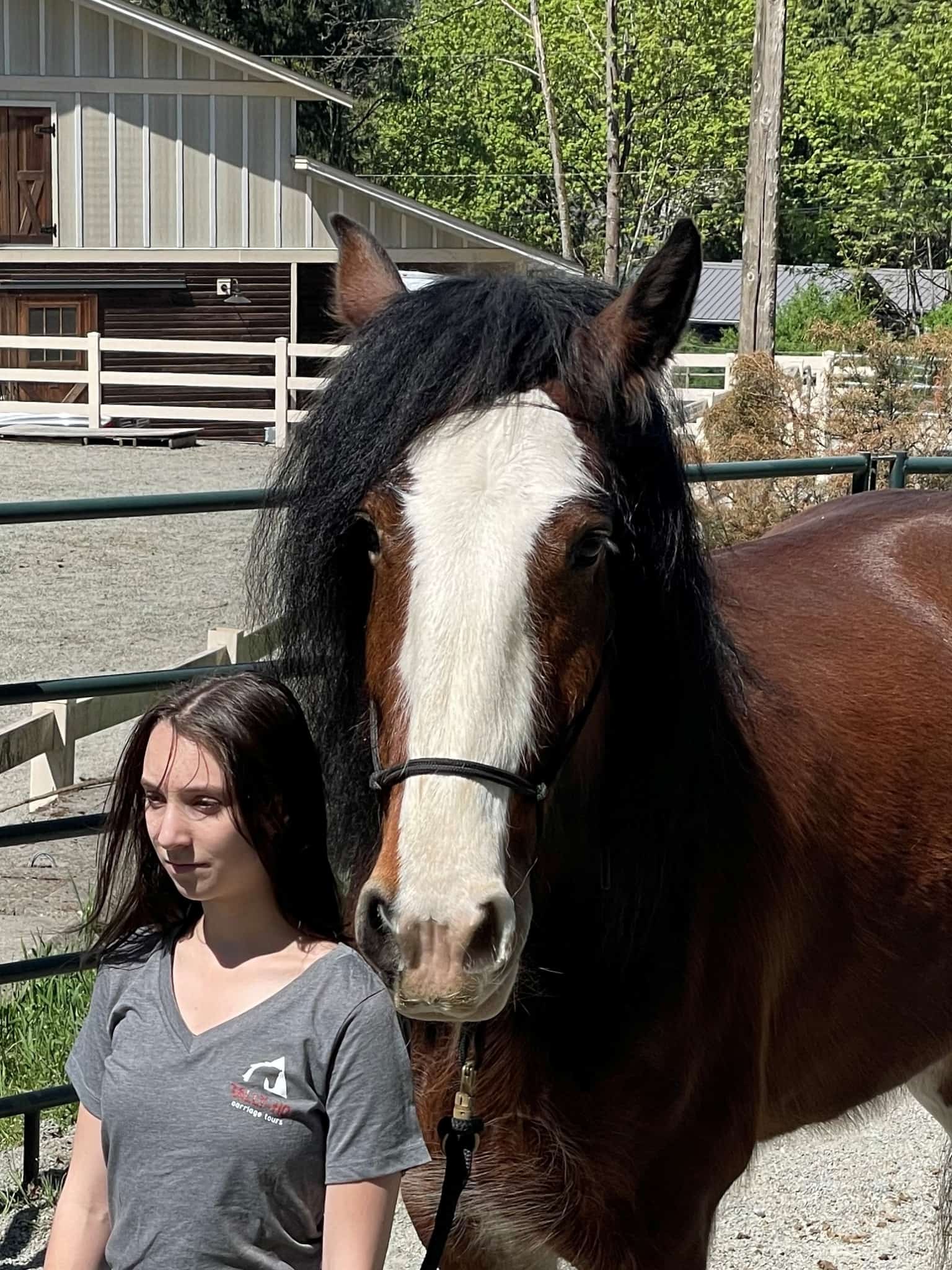 Horses - Tally-Ho Tours