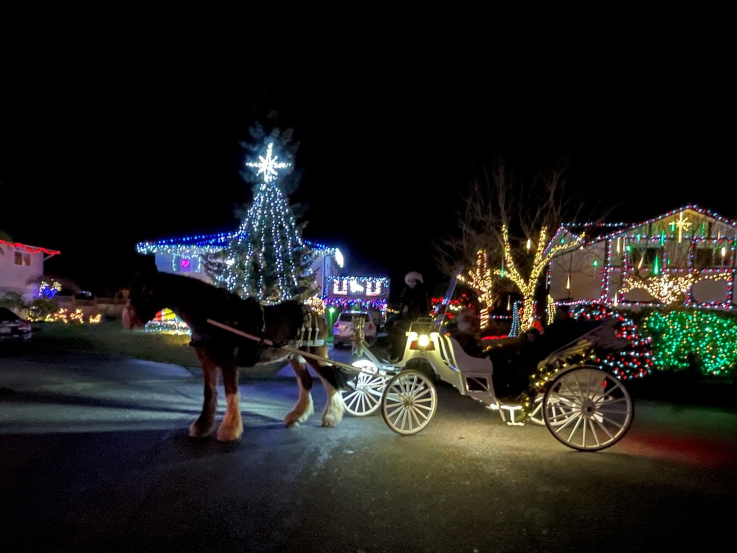 Horse Drawn Carriage Tours in Victoria BC - Tally-Ho Tours