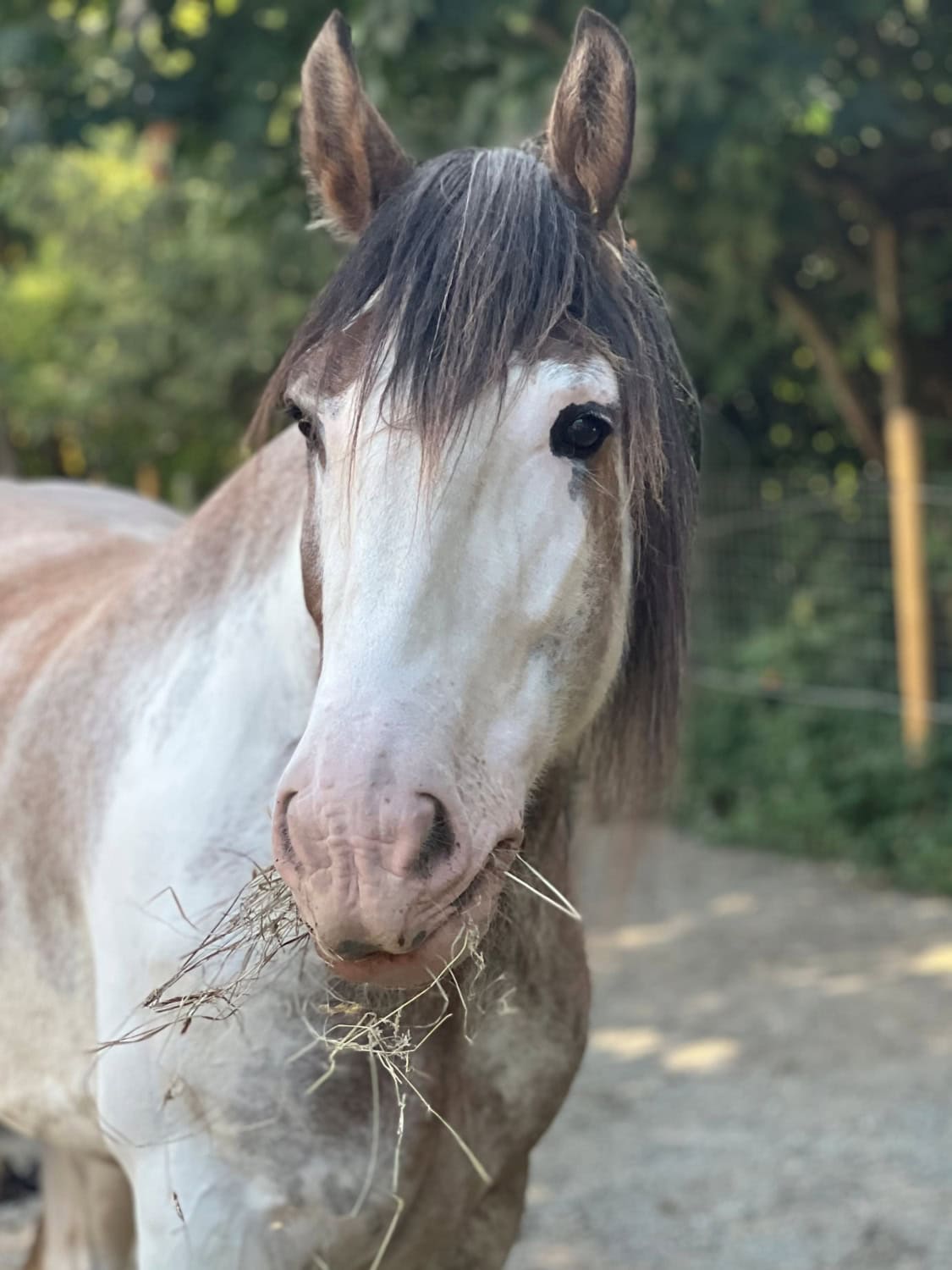 Horse Drawn Carriage Tours in Victoria BC - Tally-Ho Tours