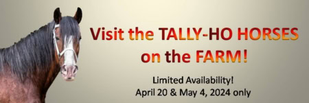 Horse Drawn Carriage Tours in Victoria BC - Tally-Ho Tours