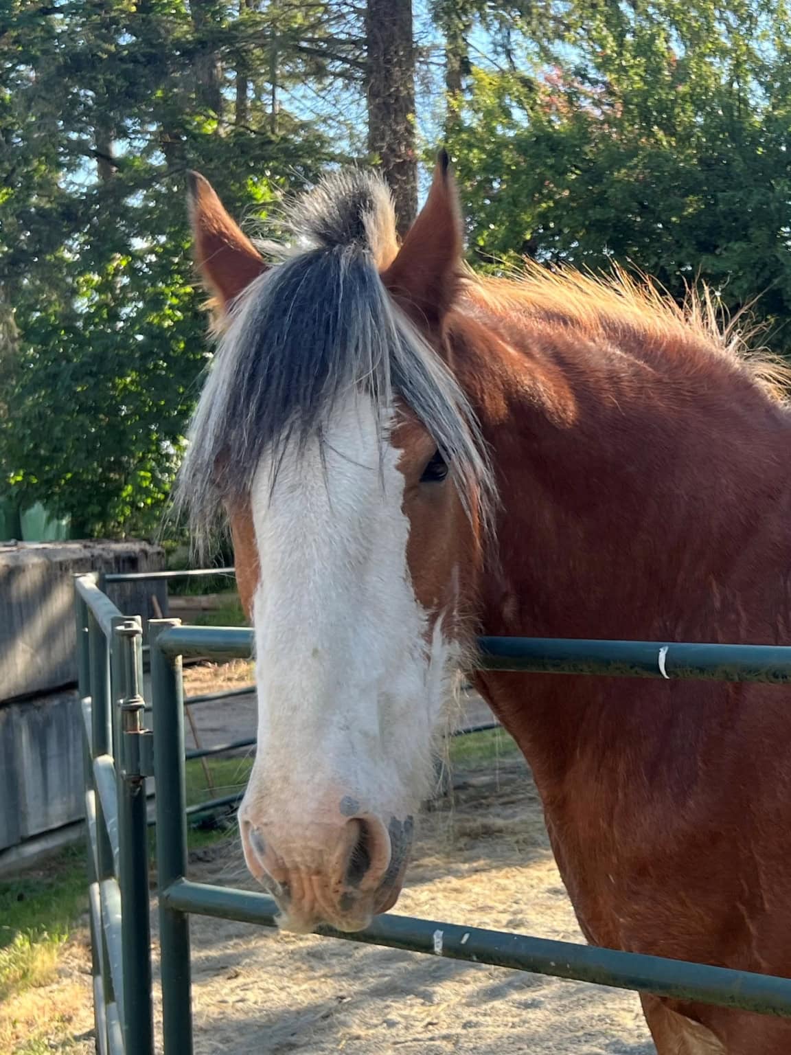 Horses - Tally-Ho Tours